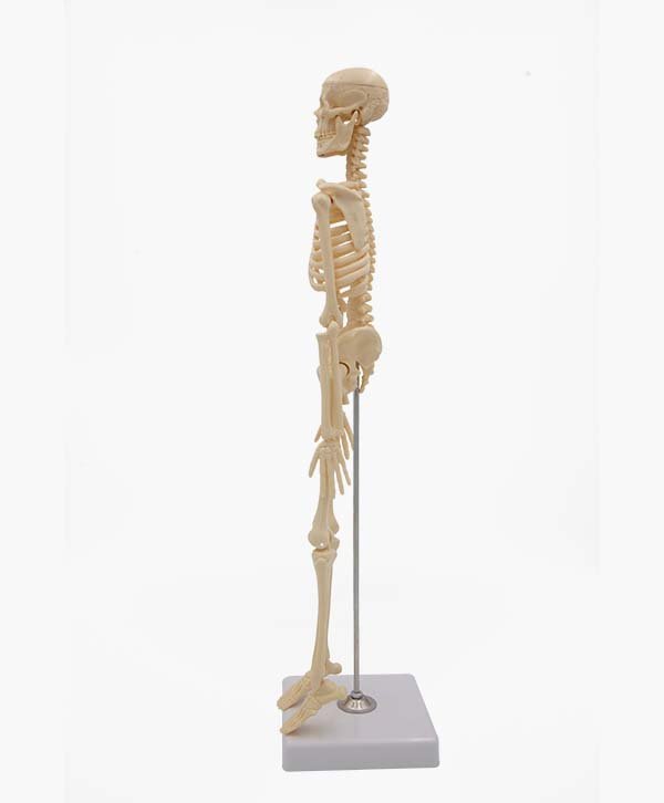 Small Skeleton Model - Feiman