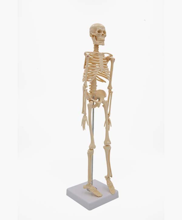 Small Skeleton Model - Feiman
