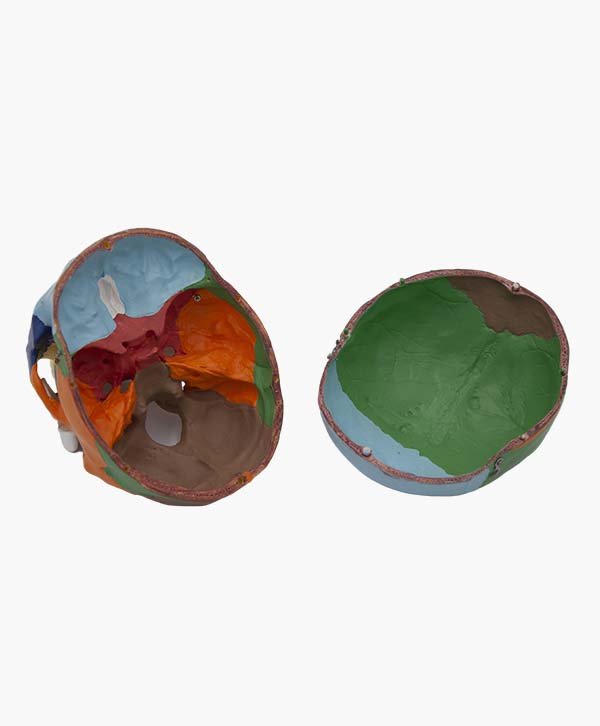 Colored Skull Model - Feiman